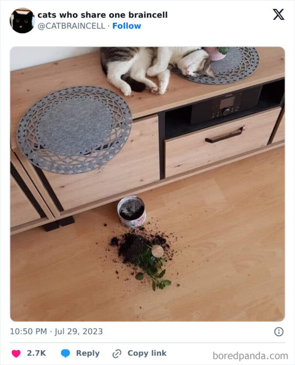 30 Times 'Cats Who Share One Braincell' Nailed The Humor | DeMilked
