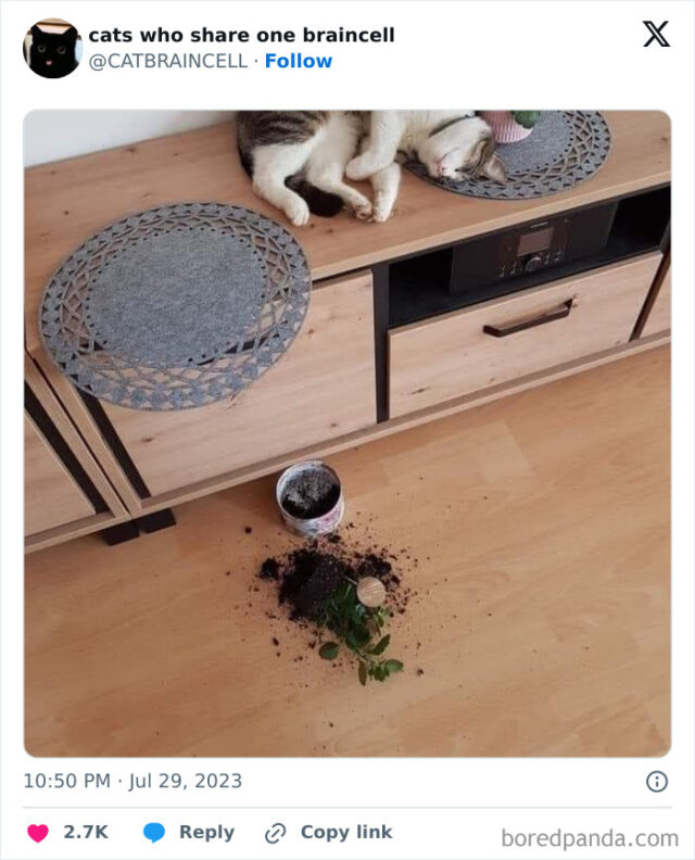 30 Times 'Cats Who Share One Braincell' Nailed The Humor | DeMilked