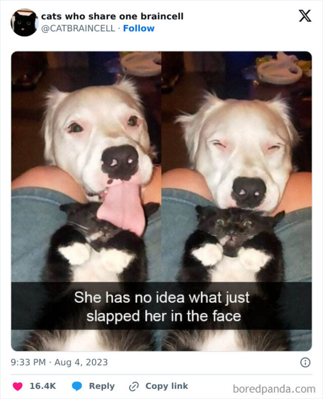 30 Times 'Cats Who Share One Braincell' Nailed The Humor | DeMilked