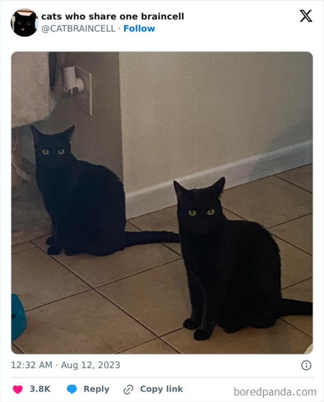 30 Times 'Cats Who Share One Braincell' Nailed The Humor | DeMilked