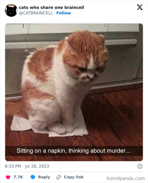 30 Times 'Cats Who Share One Braincell' Nailed The Humor | DeMilked