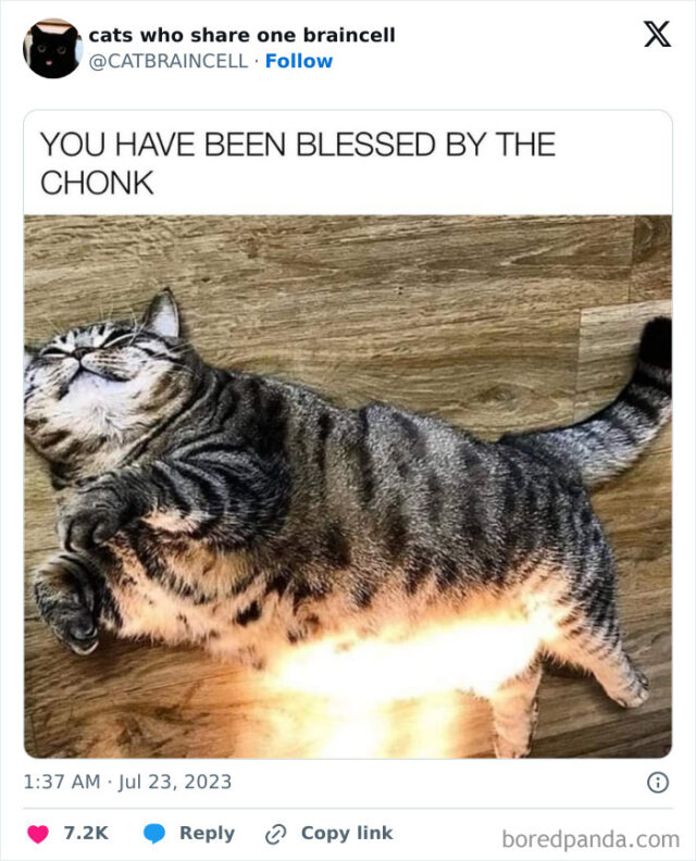 30 Times 'Cats Who Share One Braincell' Nailed The Humor | DeMilked