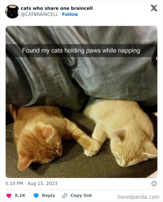 30 Times 'Cats Who Share One Braincell' Nailed The Humor | DeMilked