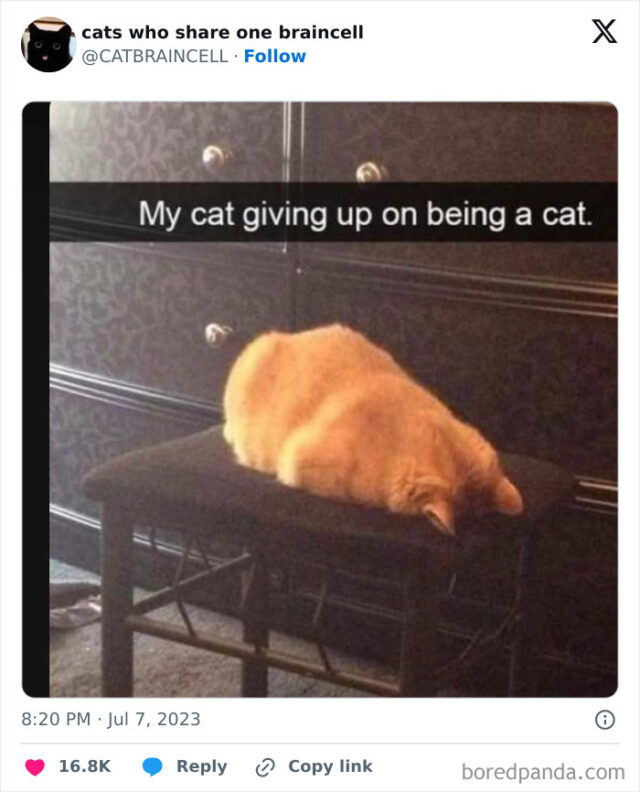 30 Times 'Cats Who Share One Braincell' Nailed The Humor | DeMilked