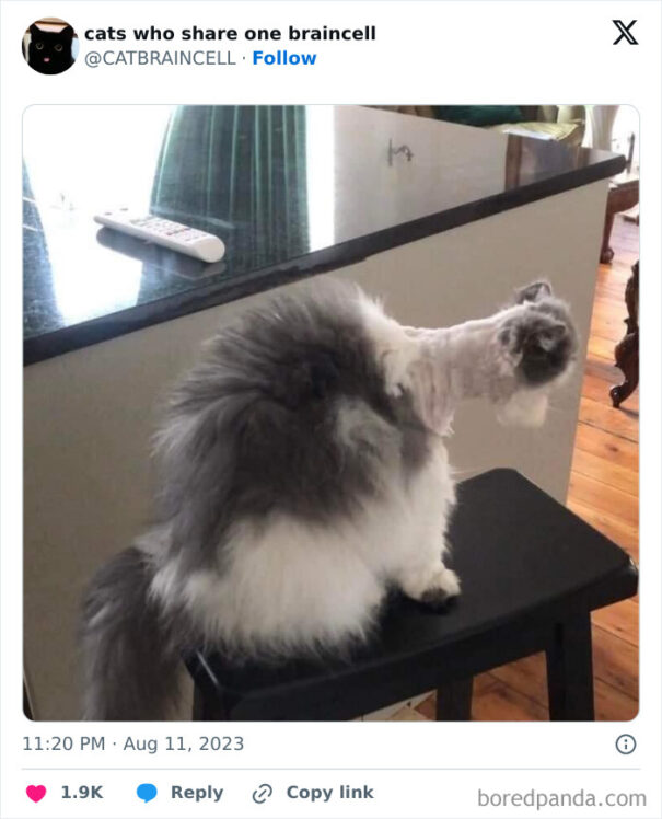 30 Times 'Cats Who Share One Braincell' Nailed The Humor | DeMilked