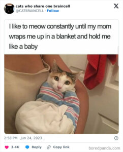 30 Times 'Cats Who Share One Braincell' Nailed The Humor | DeMilked