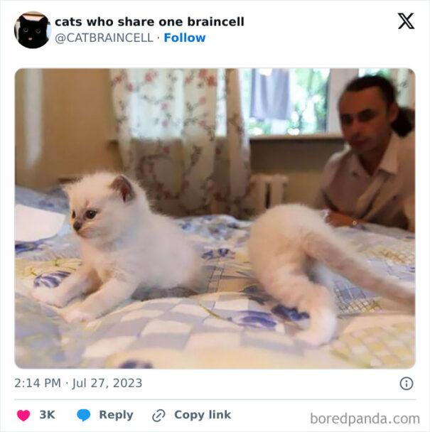 30 Times 'Cats Who Share One Braincell' Nailed The Humor | DeMilked