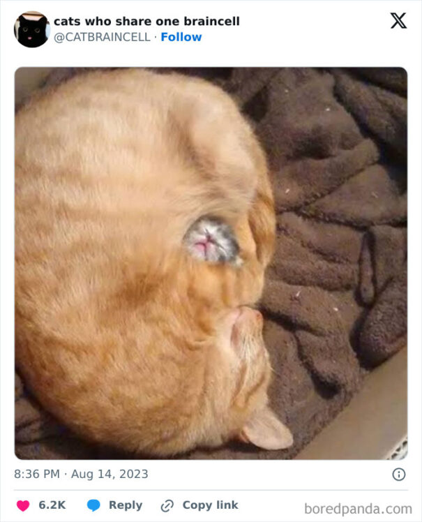 30 Times 'Cats Who Share One Braincell' Nailed The Humor | DeMilked