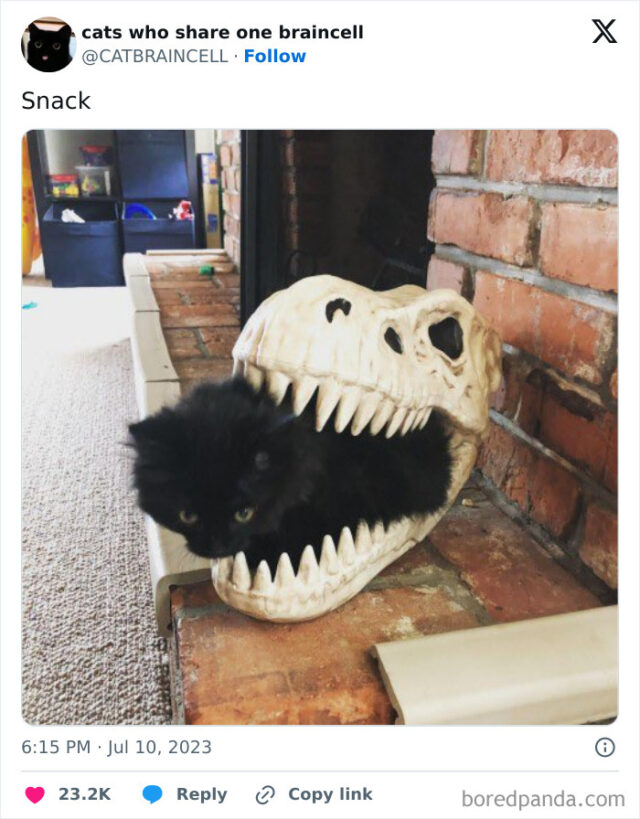 30 Times 'Cats Who Share One Braincell' Nailed The Humor | DeMilked