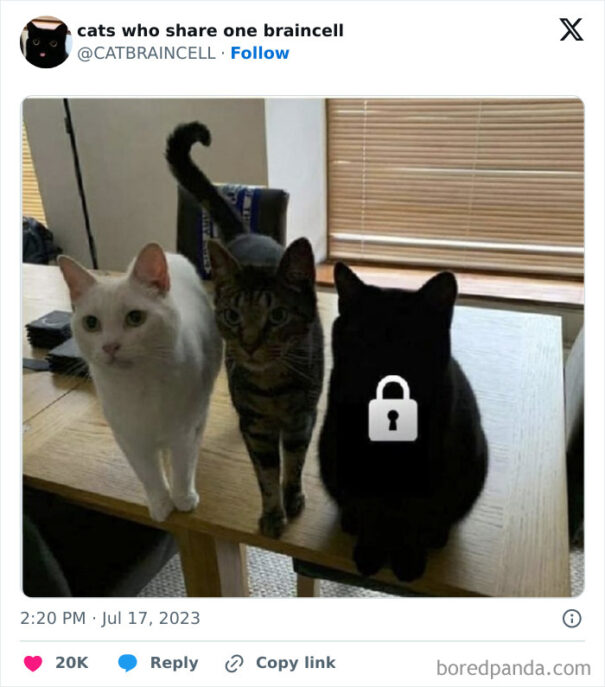 30 Times 'Cats Who Share One Braincell' Nailed The Humor | DeMilked
