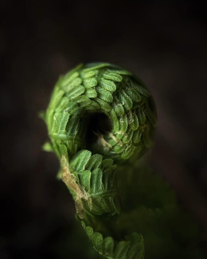 20 Of The Best Shots From The "iPhone Photography Awards 2023" | DeMilked
