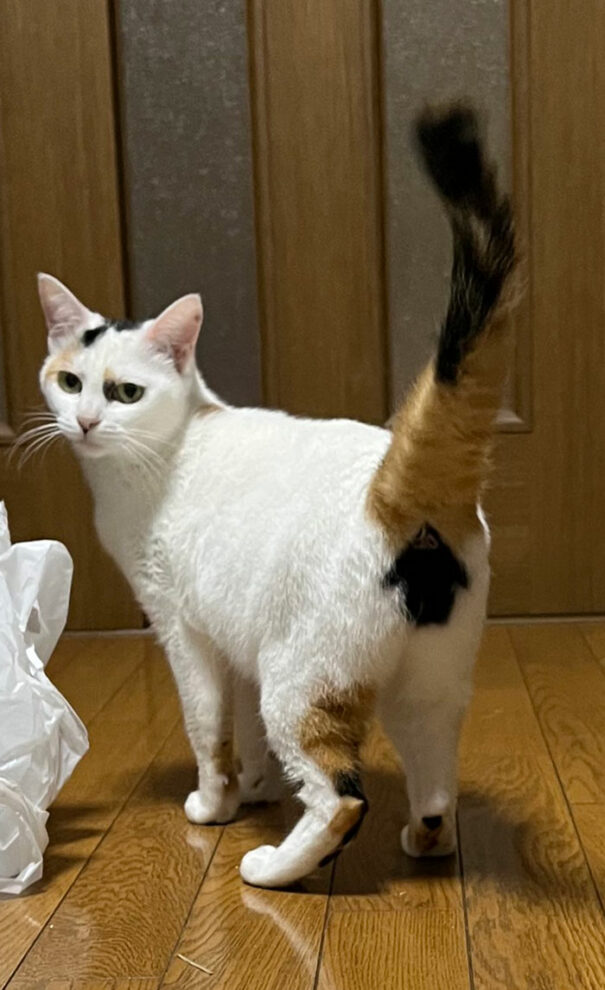 30 Animals Showcasing Unique And Extraordinary Fur Markings | DeMilked