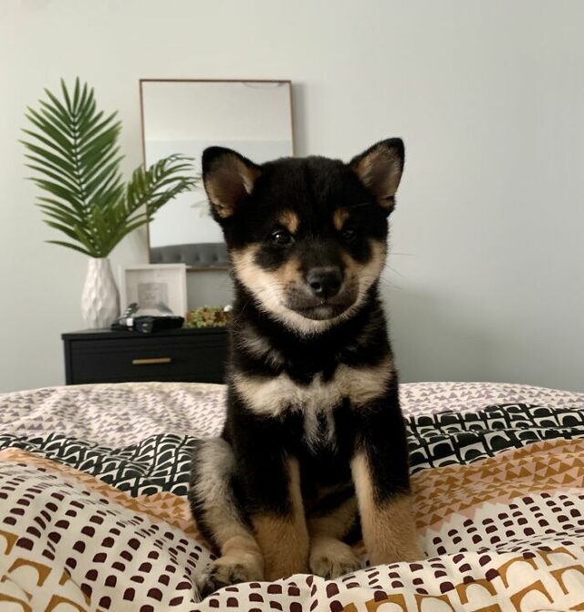 30 Animals Showcasing Unique And Extraordinary Fur Markings | DeMilked