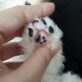 30 Animals Showcasing Unique And Extraordinary Fur Markings | DeMilked