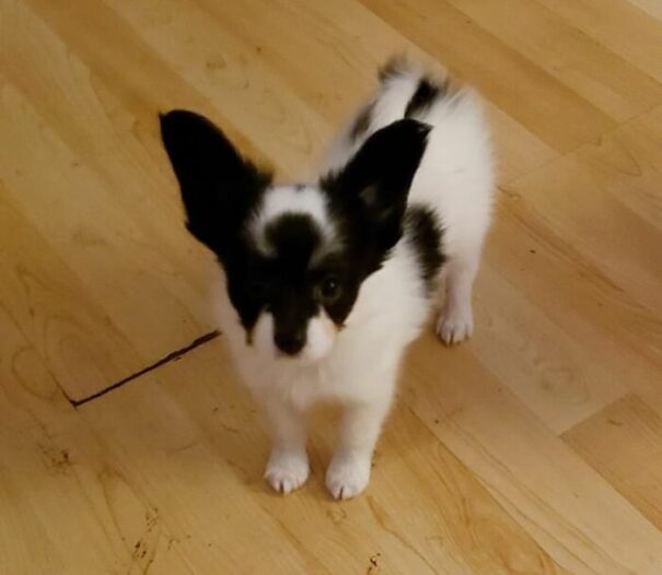 30 Animals Showcasing Unique And Extraordinary Fur Markings | DeMilked