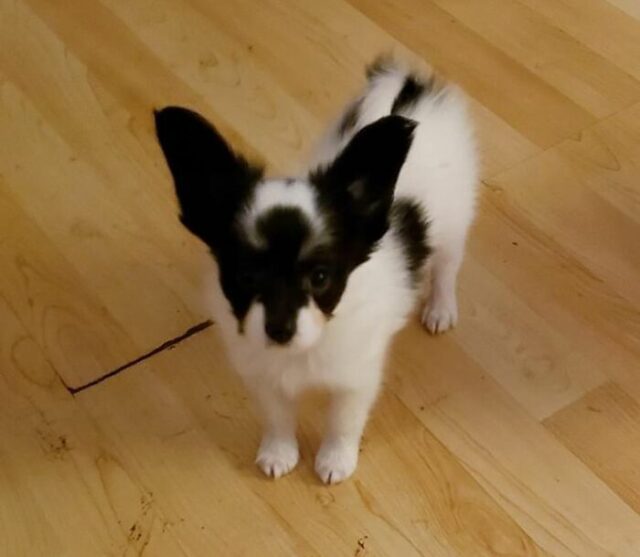 30 Animals Showcasing Unique And Extraordinary Fur Markings | DeMilked