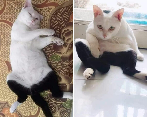 30 Animals Showcasing Unique And Extraordinary Fur Markings | DeMilked