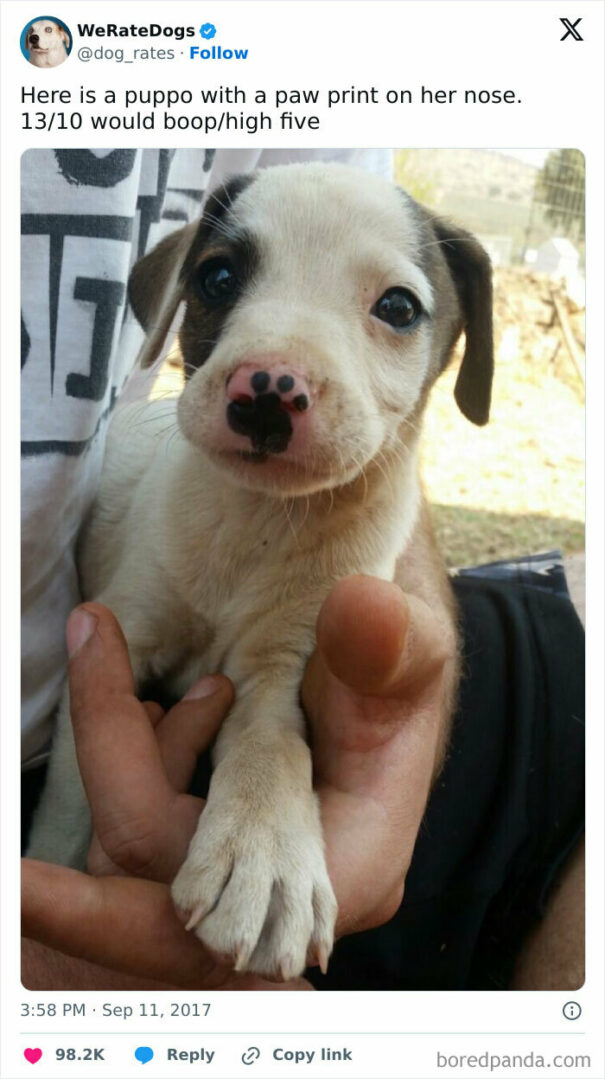 30 Animals Showcasing Unique And Extraordinary Fur Markings | DeMilked