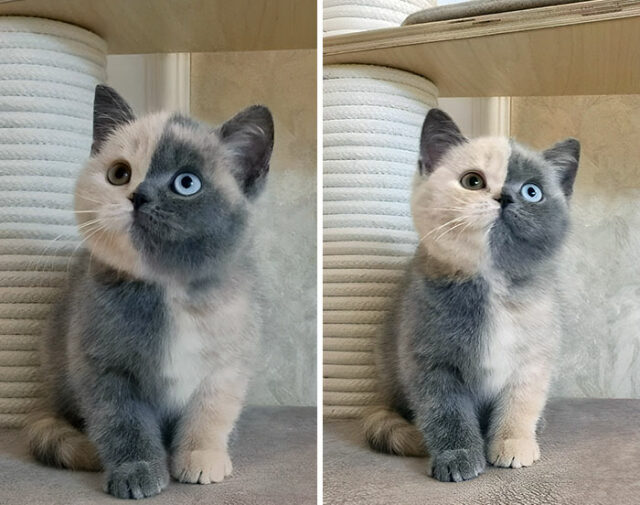 30 Animals Showcasing Unique And Extraordinary Fur Markings | DeMilked