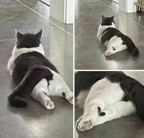 30 Animals Showcasing Unique And Extraordinary Fur Markings | DeMilked