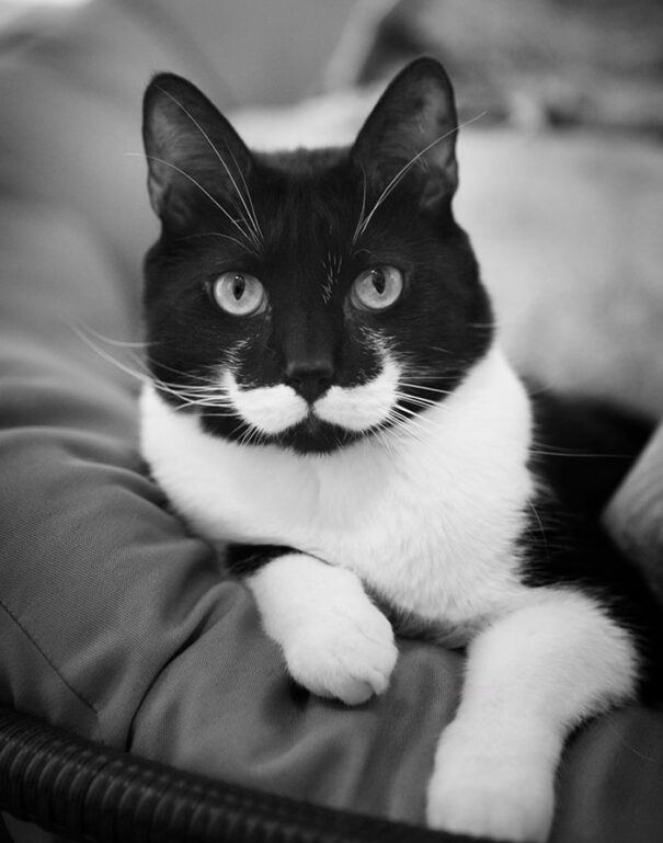 30 Animals Showcasing Unique And Extraordinary Fur Markings | DeMilked