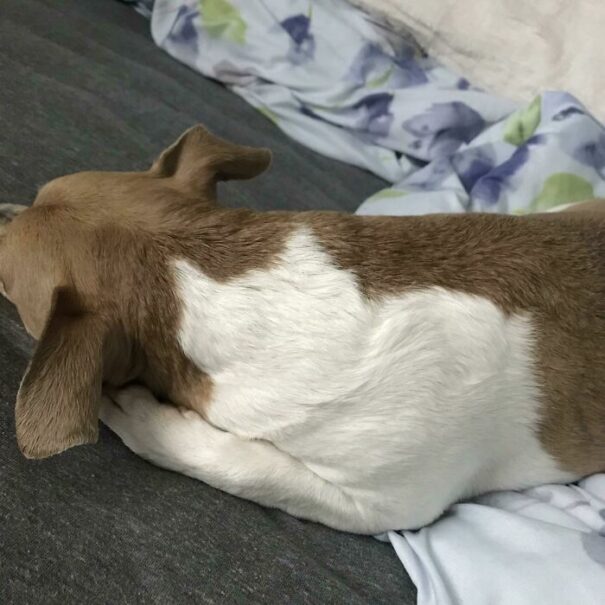 30 Animals Showcasing Unique And Extraordinary Fur Markings | DeMilked