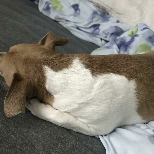 30 Animals Showcasing Unique And Extraordinary Fur Markings | DeMilked