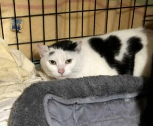 30 Animals Showcasing Unique And Extraordinary Fur Markings | DeMilked