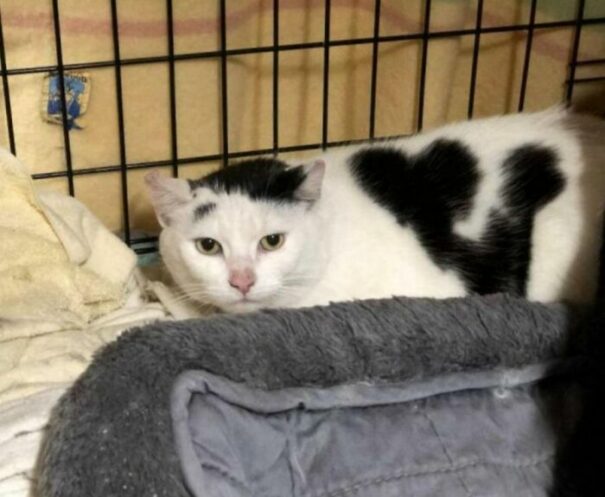 30 Animals Showcasing Unique And Extraordinary Fur Markings | DeMilked