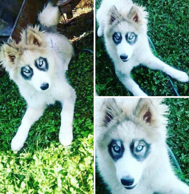 30 Animals Showcasing Unique And Extraordinary Fur Markings | DeMilked