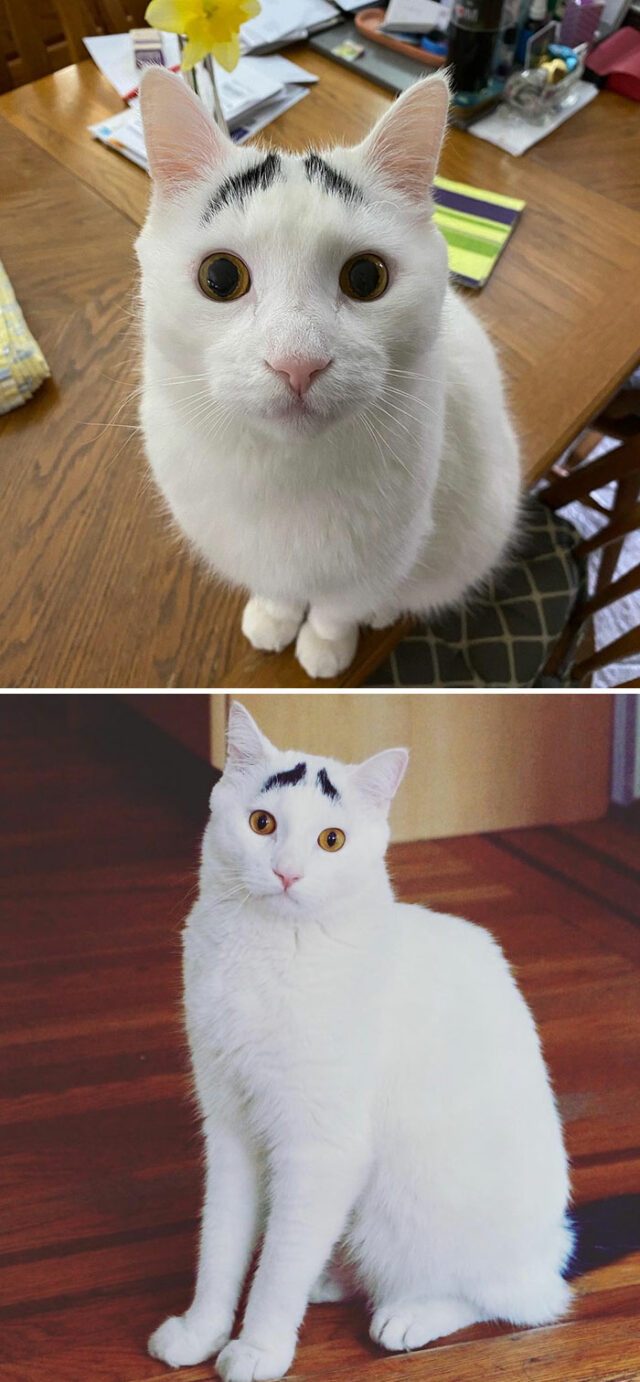 30 Animals Showcasing Unique And Extraordinary Fur Markings | DeMilked