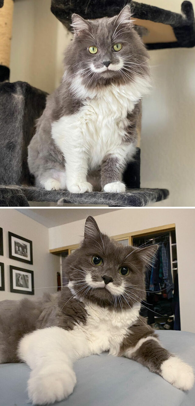30 Animals Showcasing Unique And Extraordinary Fur Markings | DeMilked