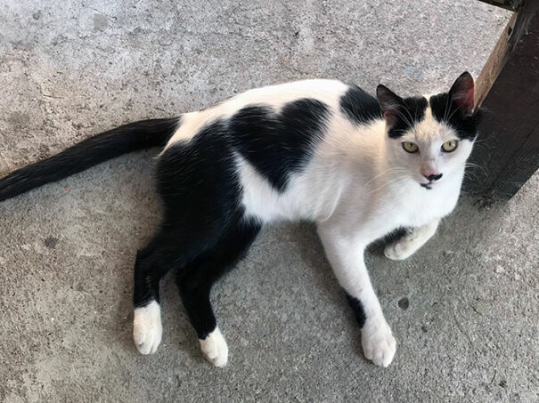 30 Animals Showcasing Unique And Extraordinary Fur Markings | DeMilked