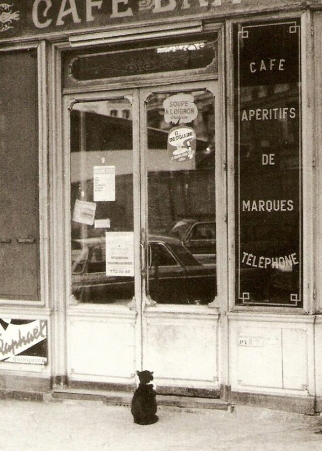 30 Historical Photos From The 'Cats Of Yore’ Twitter Archive | DeMilked