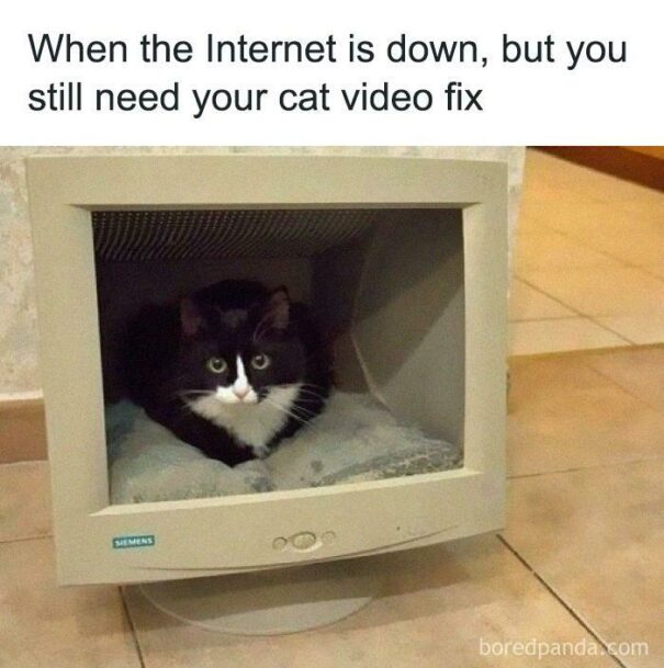 30 Memes Cat Lovers Would Enjoy The Most | DeMilked