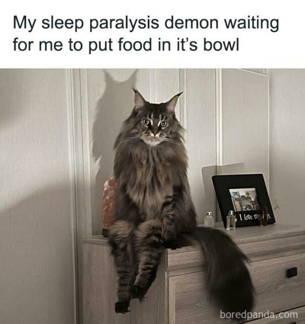 30 Memes Cat Lovers Would Enjoy The Most | DeMilked