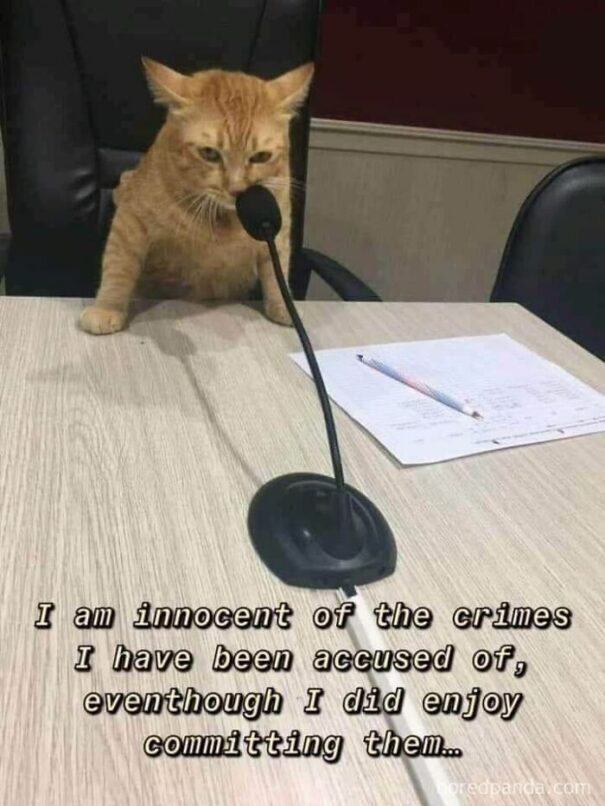 30 Memes Cat Lovers Would Enjoy The Most | DeMilked