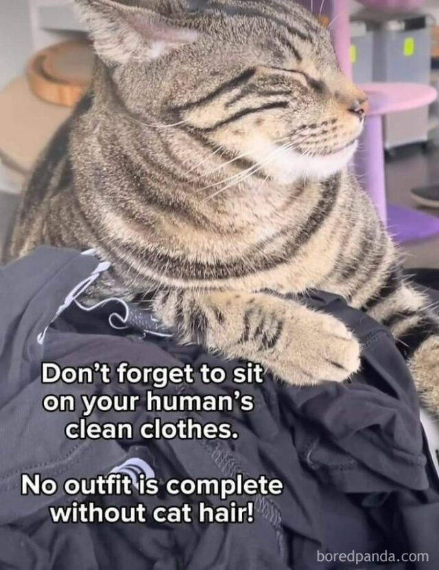 30 Memes Cat Lovers Would Enjoy The Most | DeMilked