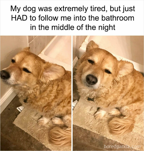 35 Sarcastic And Witty Memes To Make You Roll On The Floor Laughing ...