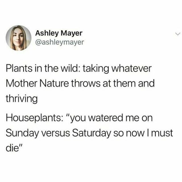 35 Sarcastic And Witty Memes To Make You Roll On The Floor Laughing ...