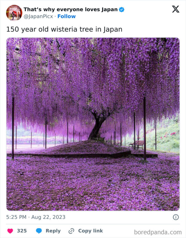 20 Amazing Photos Showing That No Other Country Is Like Japan | DeMilked