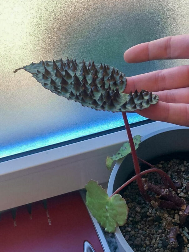 30 Strange And Unique Botanical Specimens You Might Not Have Seen ...