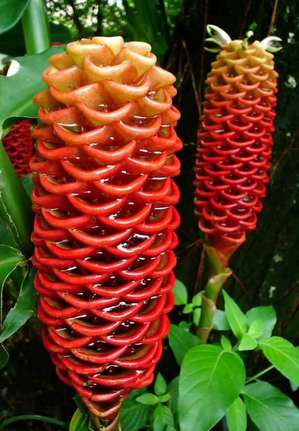 30 Strange And Unique Botanical Specimens You Might Not Have Seen ...