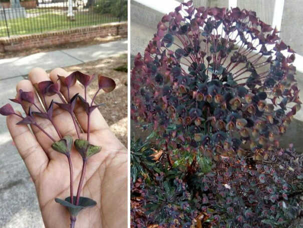 30 Strange And Unique Botanical Specimens You Might Not Have Seen ...