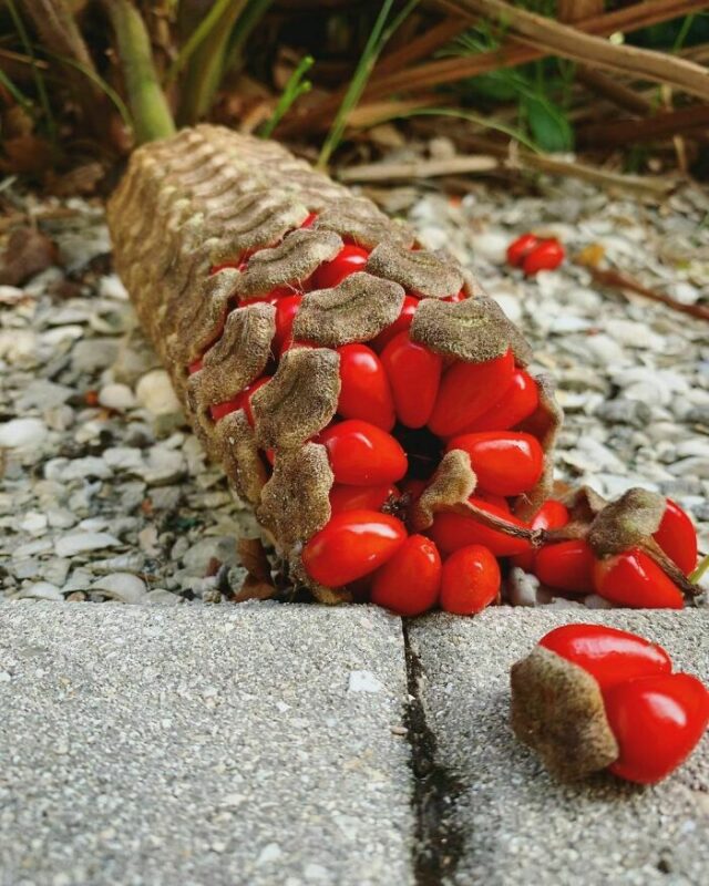 30 Strange And Unique Botanical Specimens You Might Not Have Seen ...