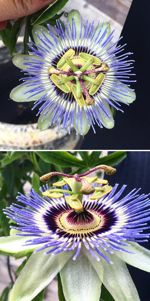 30 Strange And Unique Botanical Specimens You Might Not Have Seen ...
