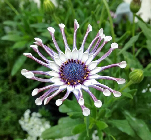 30 Strange And Unique Botanical Specimens You Might Not Have Seen ...