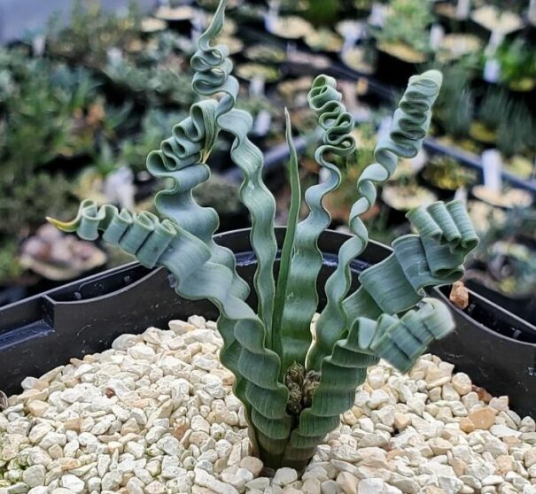 30 Strange And Unique Botanical Specimens You Might Not Have Seen ...