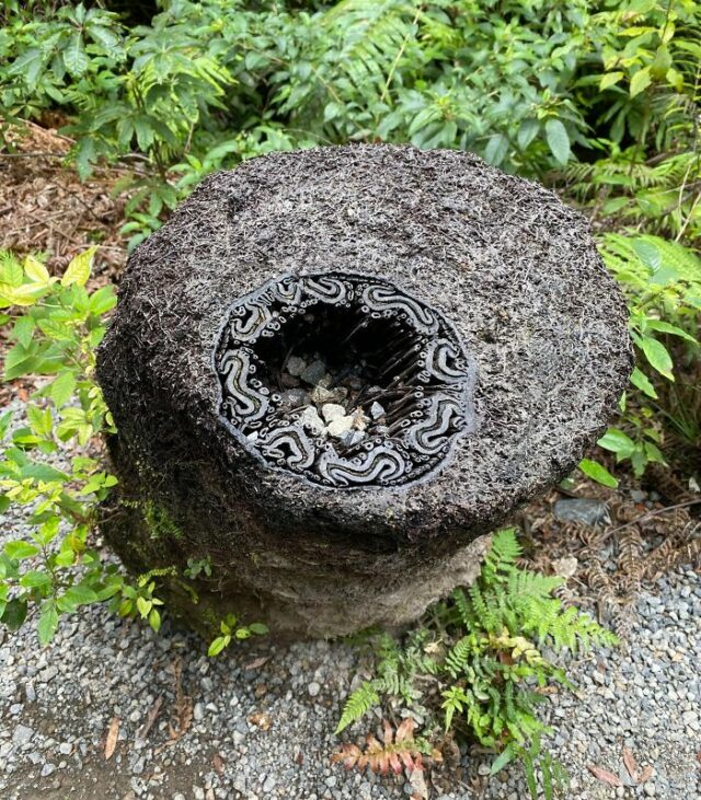 30 Strange And Unique Botanical Specimens You Might Not Have Seen ...