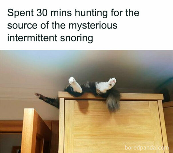 'Kind Humour': 20 Funny And Sweet Memes That Don't Offend Anyone | DeMilked